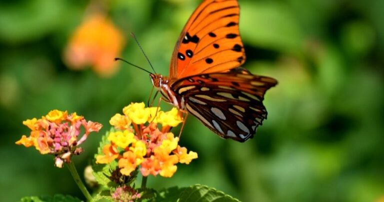 How To Repel Insects Naturally In Your Garden - PrimeBuzzNow